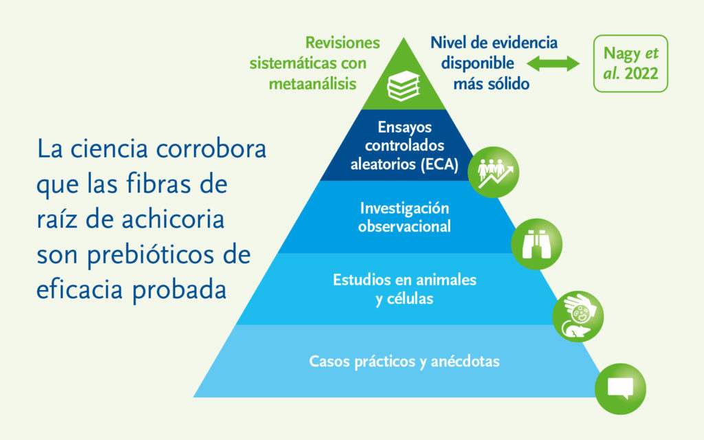 Fibras prebióticas de raíz de achicoria para la salud | BENEO
